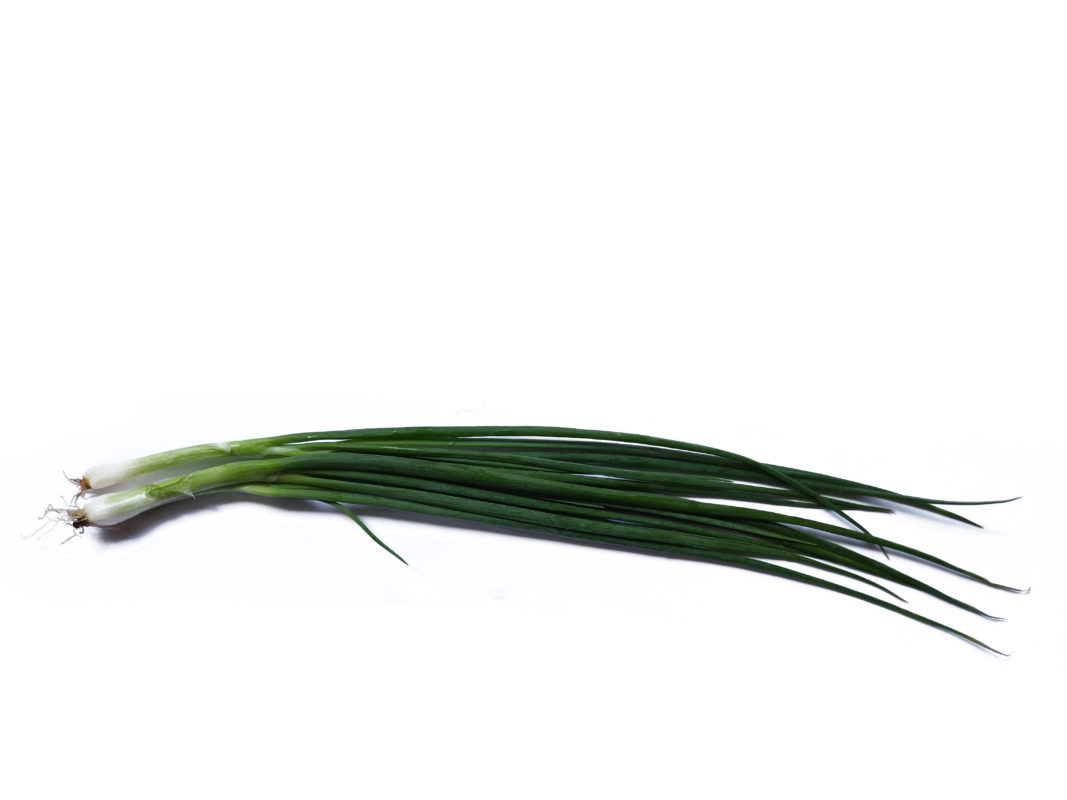 Spring Onion – Koerner Agro Export Center
